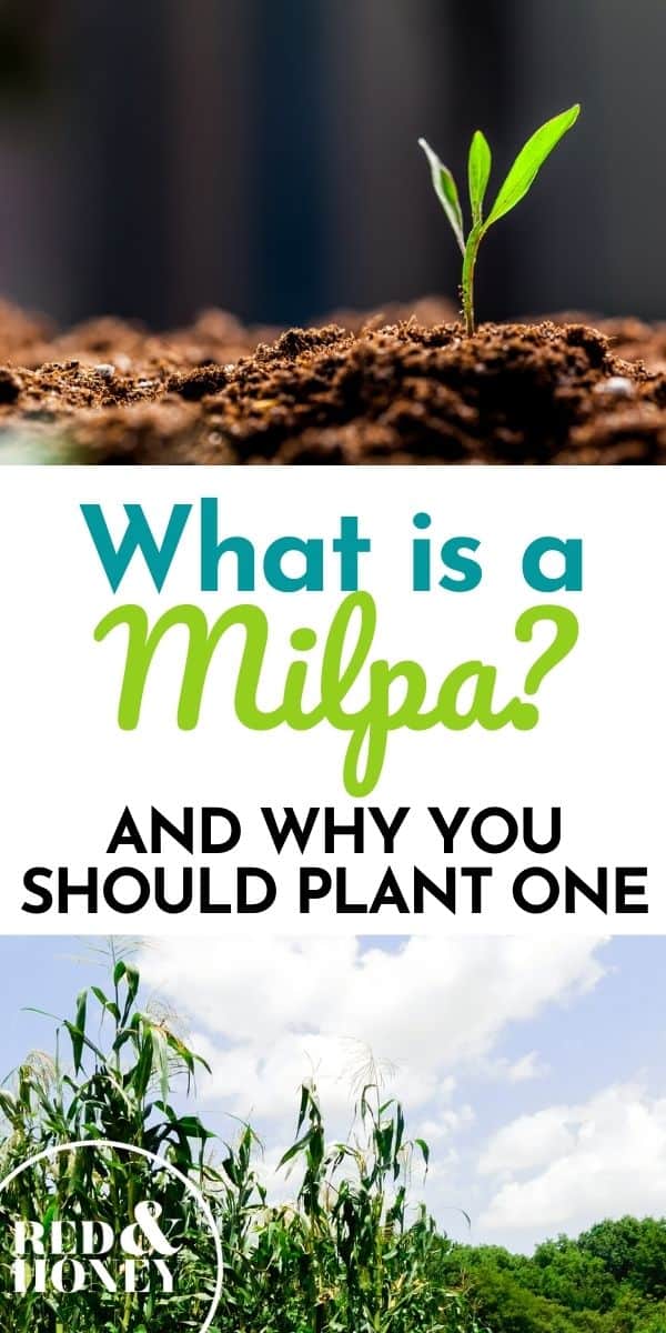 What is a Milpa? (Three Sisters Planting for Traditional Gardening)