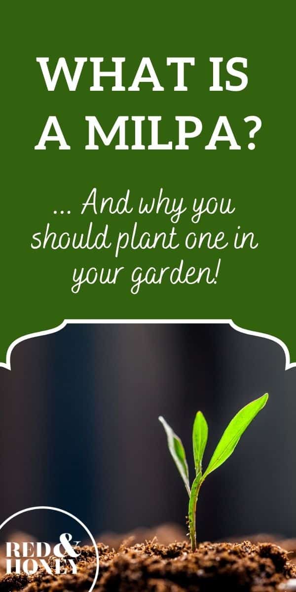 What is a Milpa? (Three Sisters Planting for Traditional Gardening)