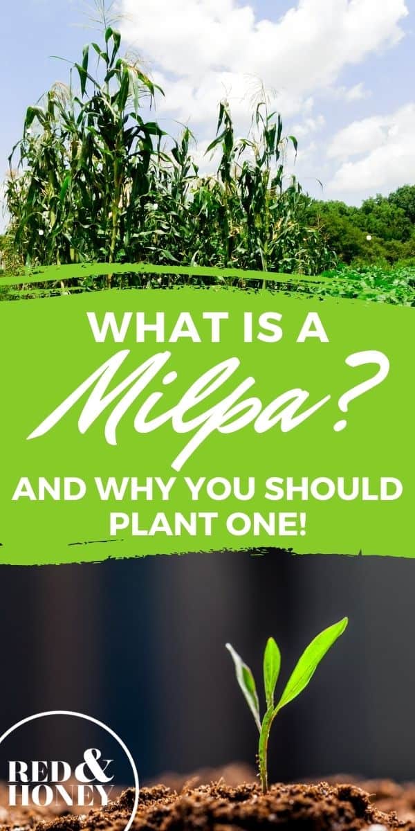 What is a Milpa? (Three Sisters Planting for Traditional Gardening)
